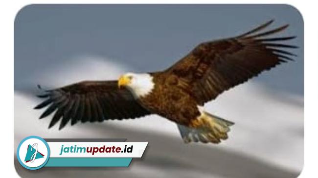 Belajar Pada Burung Elang