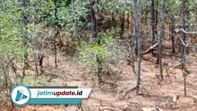 Penambangan PT ASM Merusak Ekosistem Pulau Gebe
