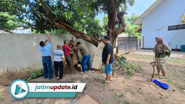 Tebar Spirit Berbagi di Momen Idul Adha, PWI Nganjuk Sembelih Dua ...